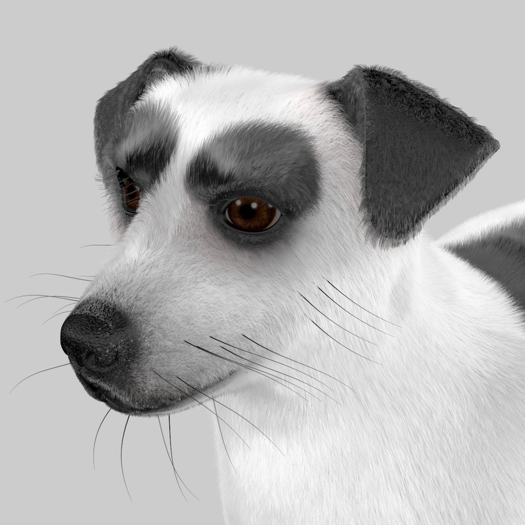 Jack Russell Terrier Model - TurboSquid 1333226
