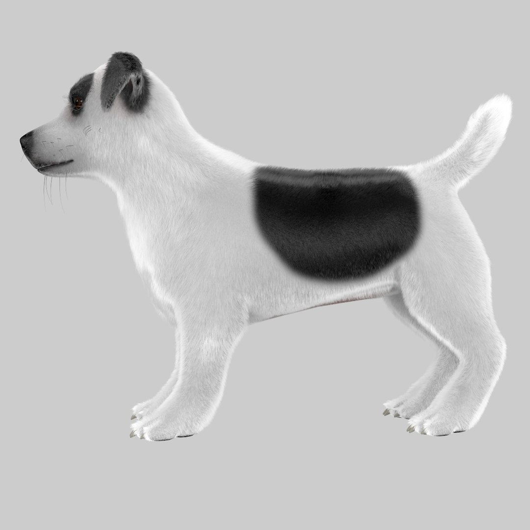 Jack Russell Terrier Model - TurboSquid 1333226