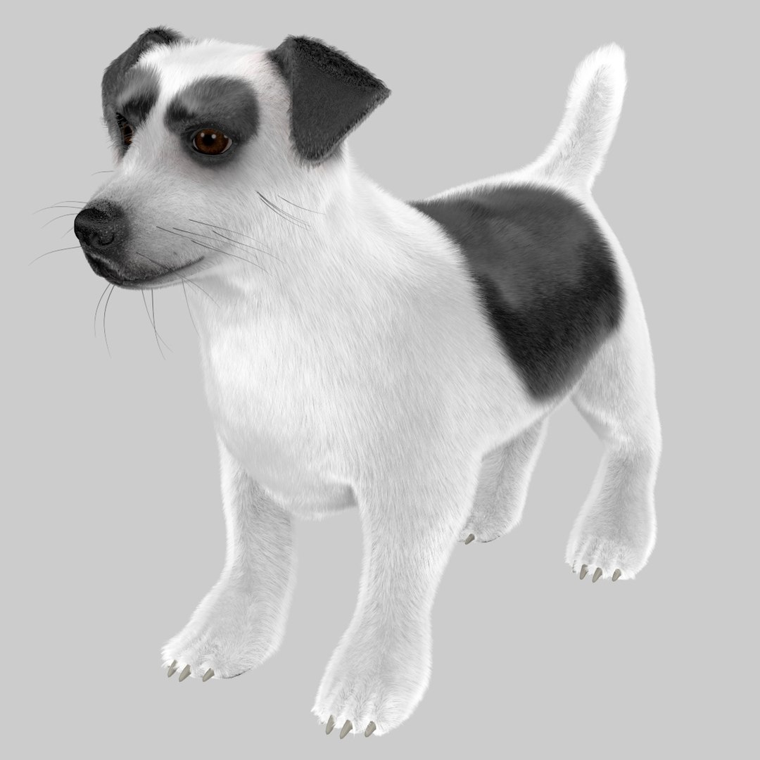 Jack Russell Terrier Model - TurboSquid 1333226
