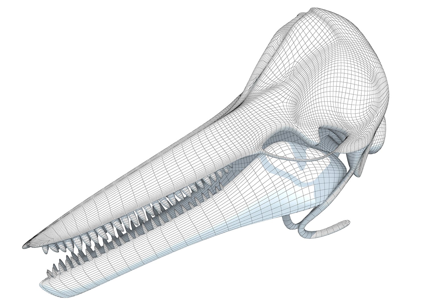3d Printable Dolphin Skull Printing
