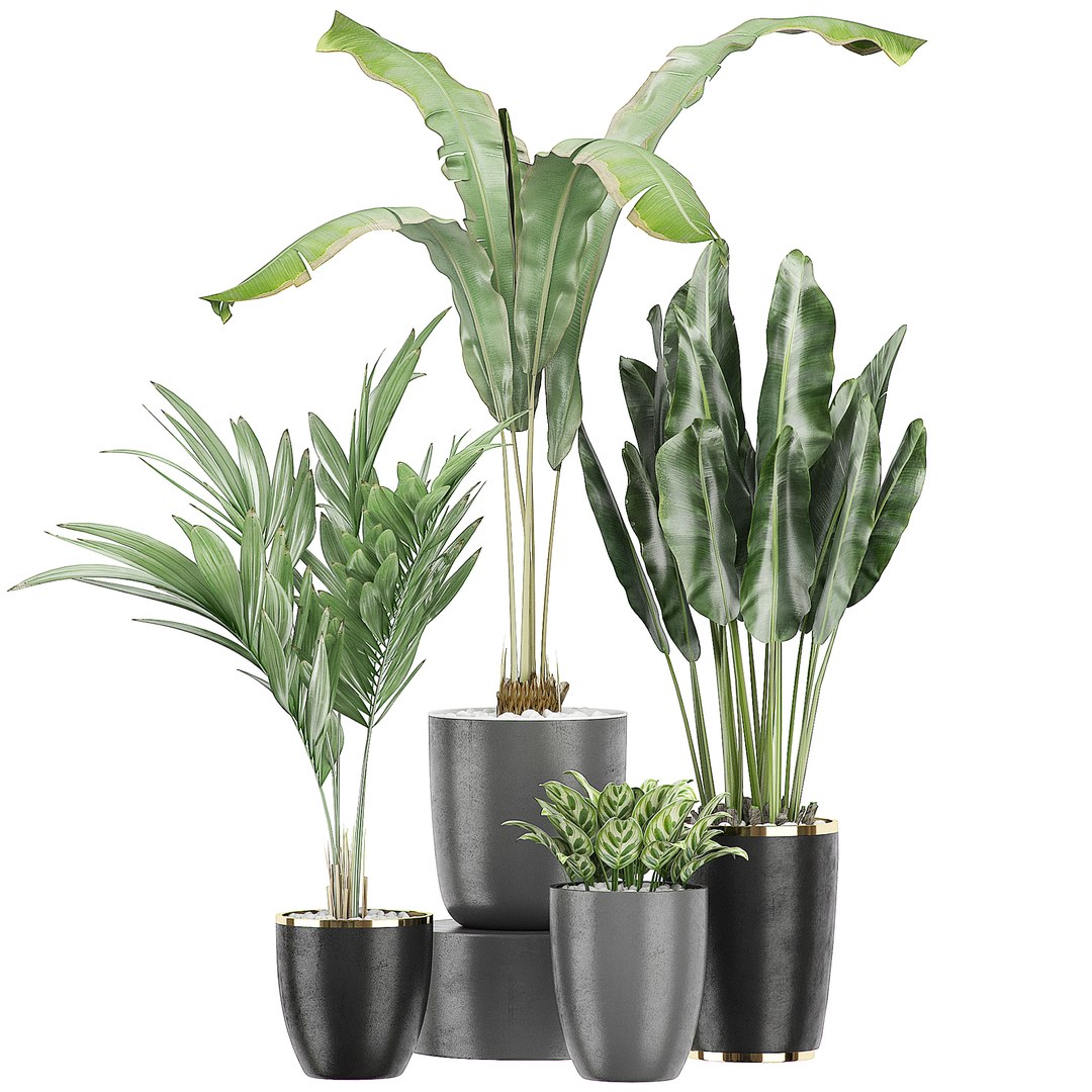 3D Flower Pack 113 Model - TurboSquid 1632330