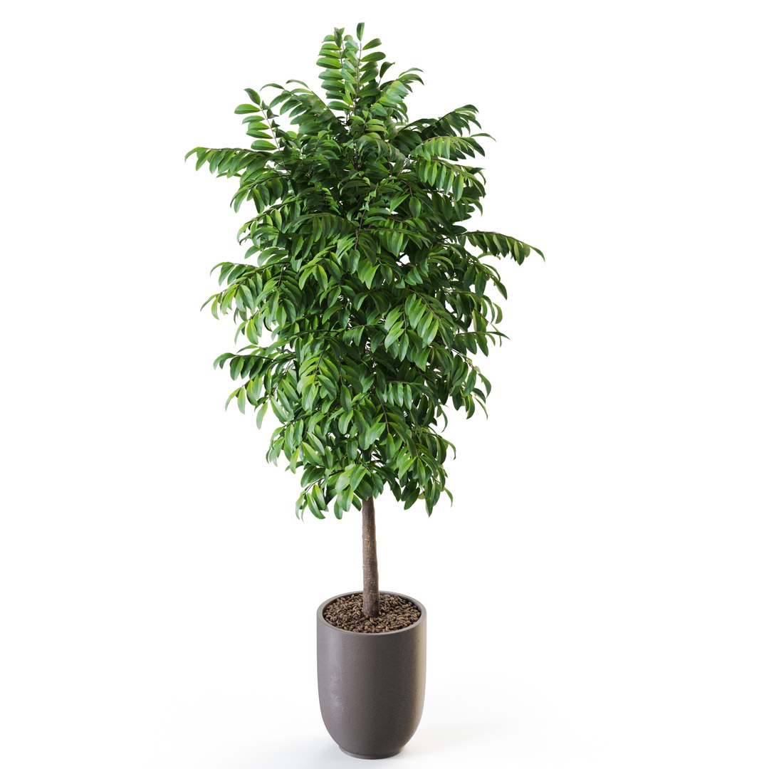Plant 1205 - TurboSquid 2396593