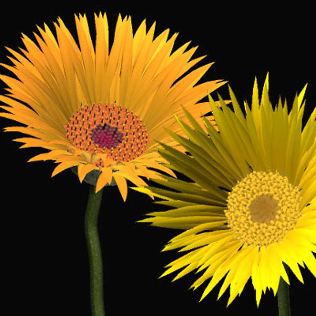 3d gerbera