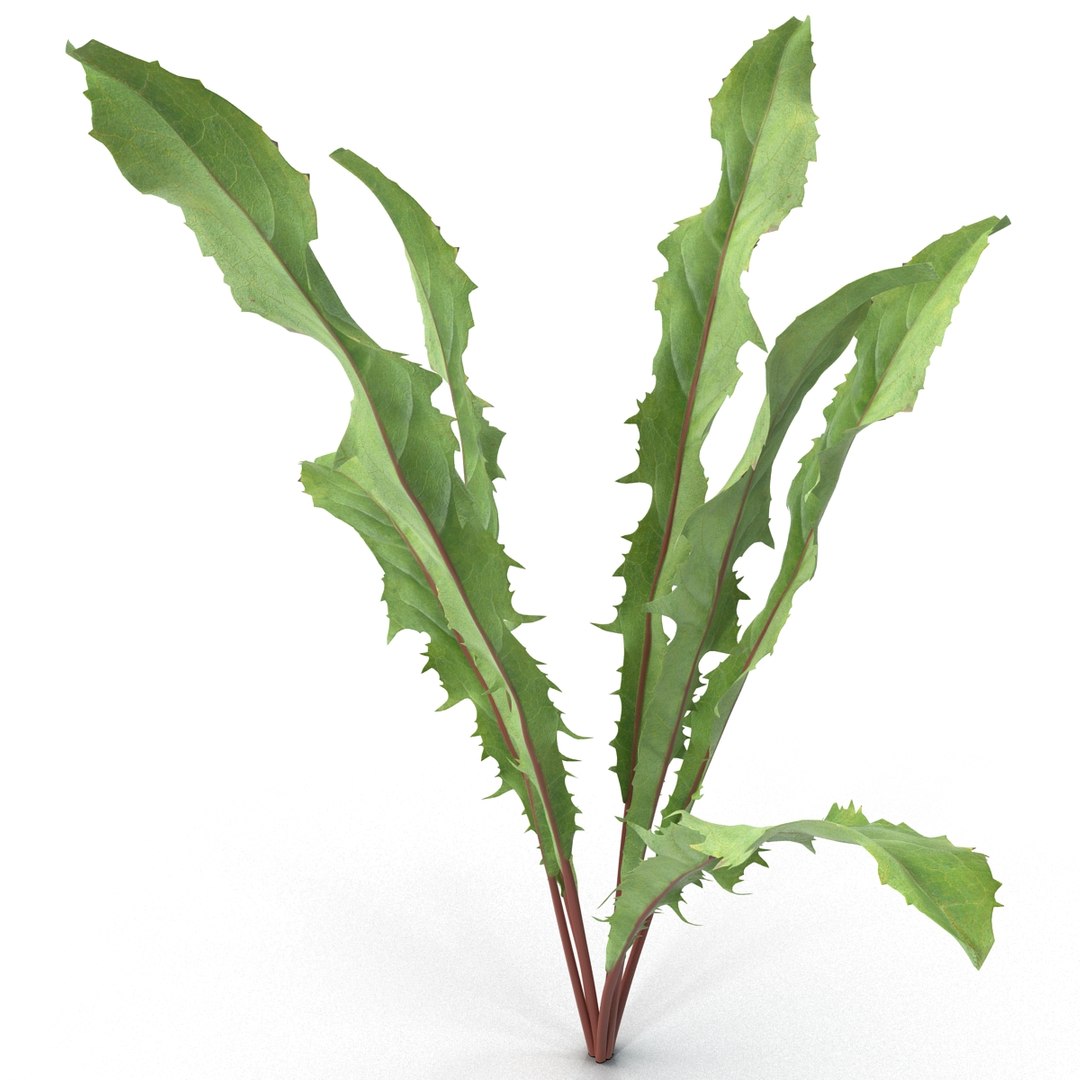 dandelion green plant 3d 3ds