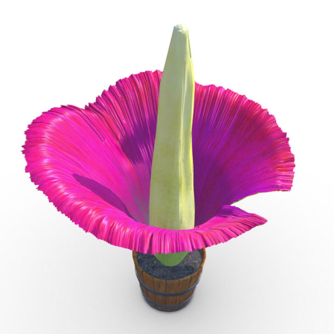 Corpse cartoon flower 3D - TurboSquid 2069412