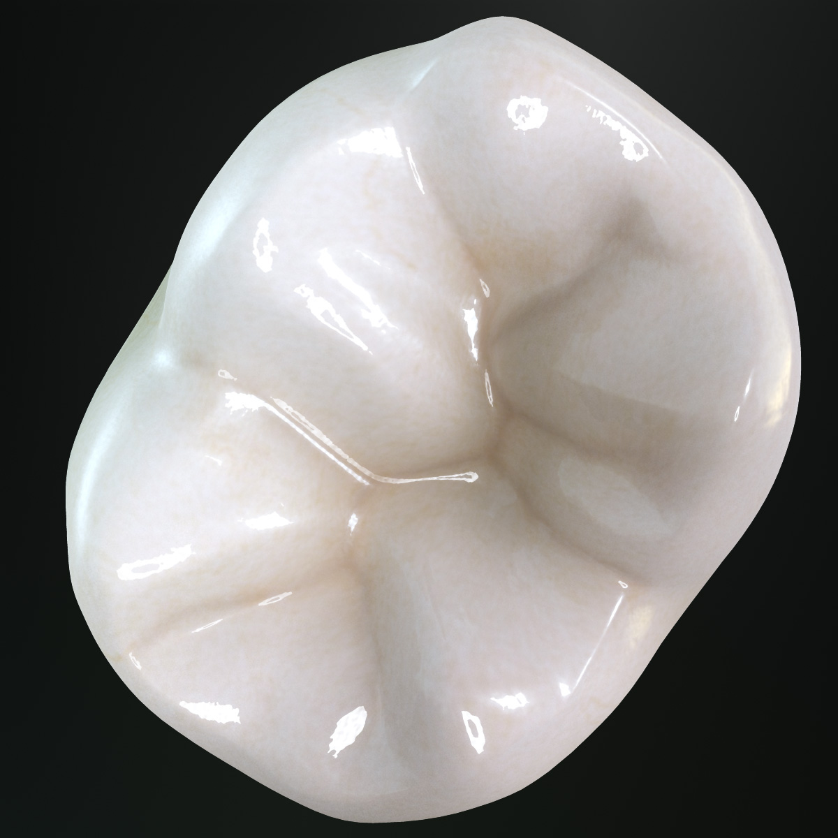 tooth lower molar 3d max