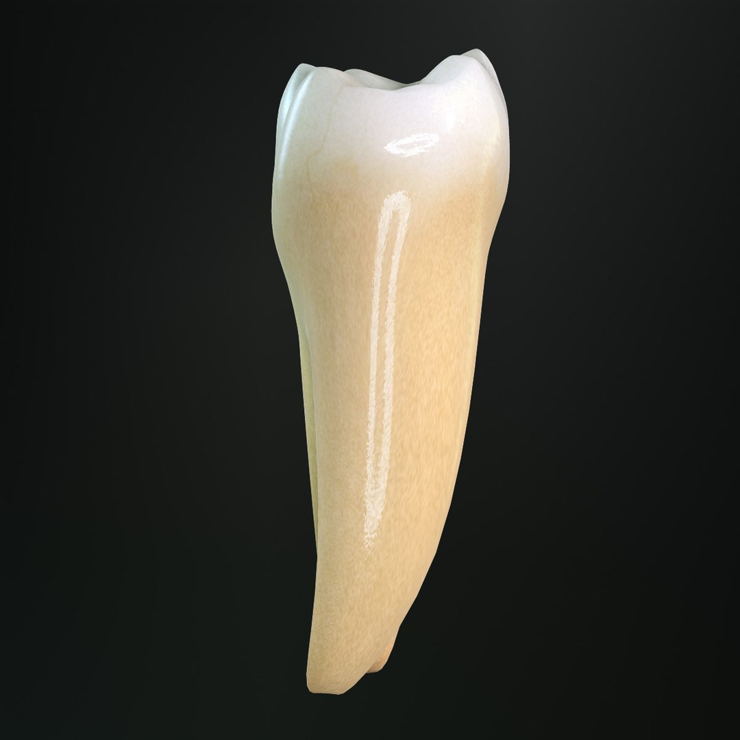 Tooth Lower Molar 3d Max