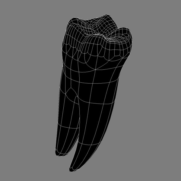 tooth lower molar 3d max