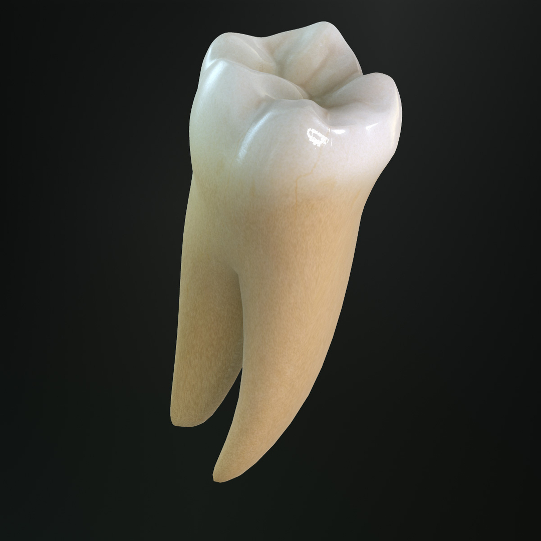 Tooth Lower Molar 3d Max