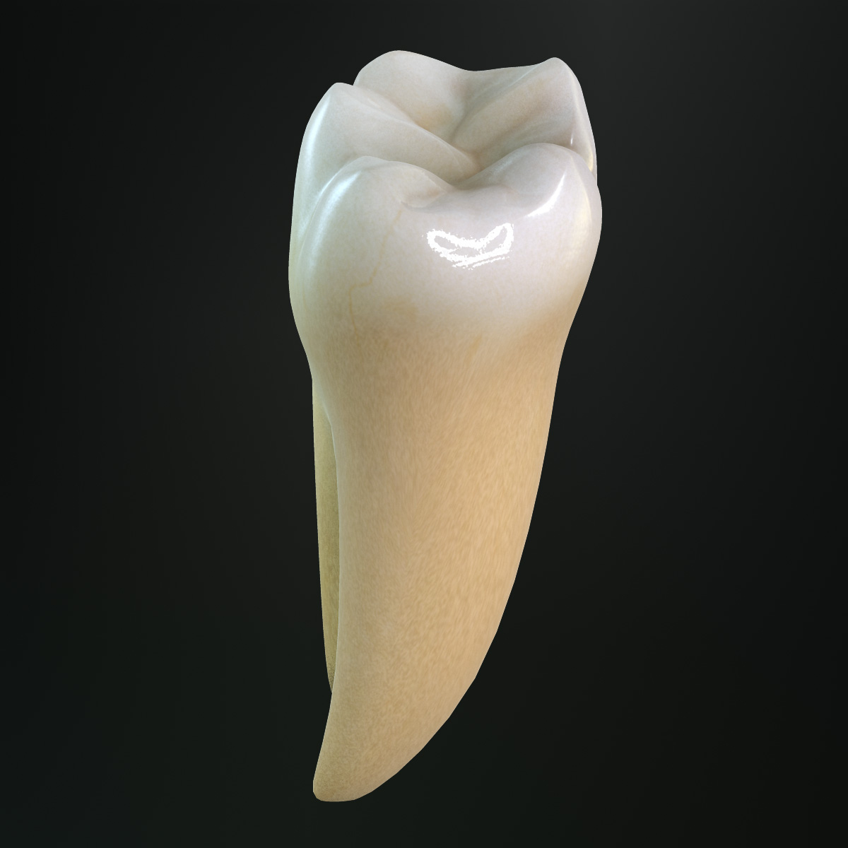 tooth lower molar 3d max