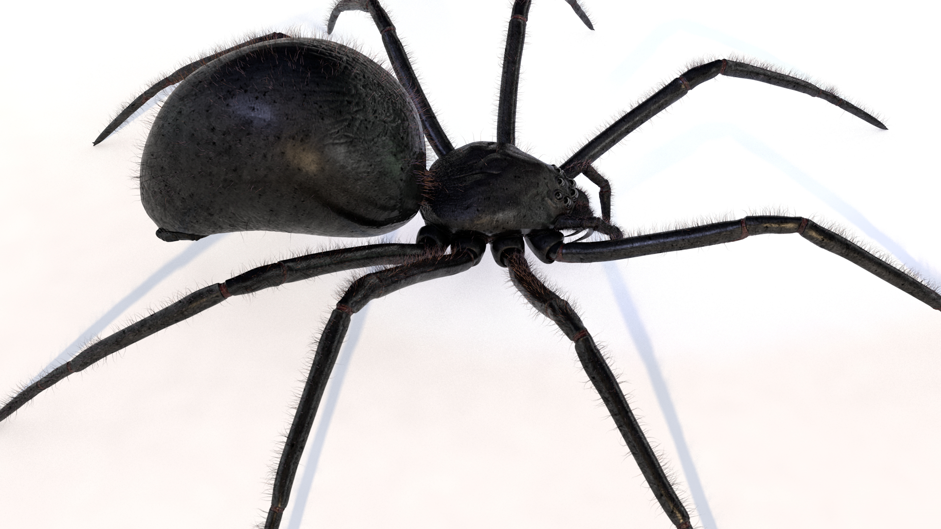 Scary spider 3D model - TurboSquid 1491261