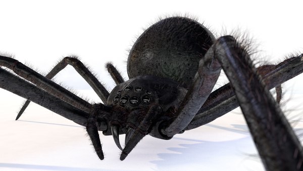 Scary spider 3D model - TurboSquid 1491261