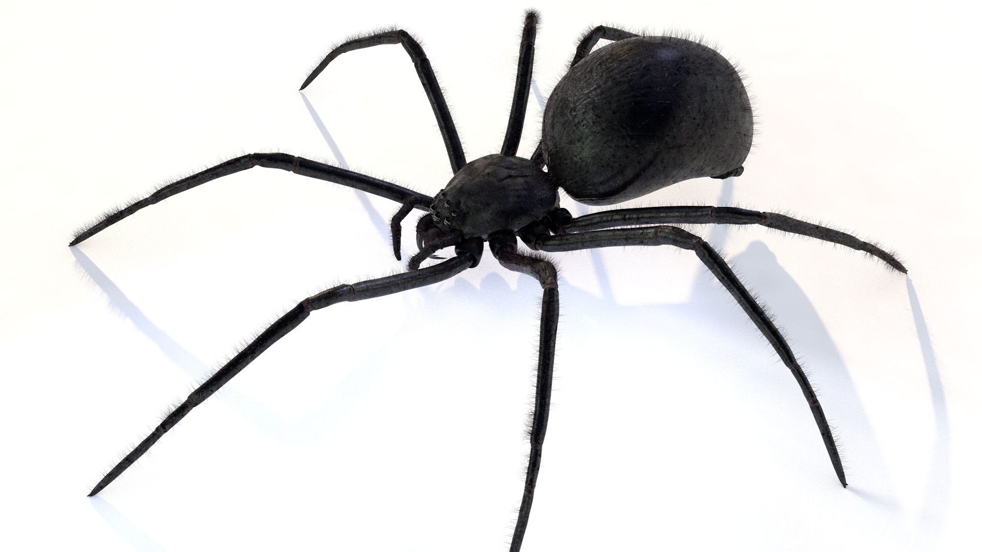 Scary Spider 3D Model - TurboSquid 1491261