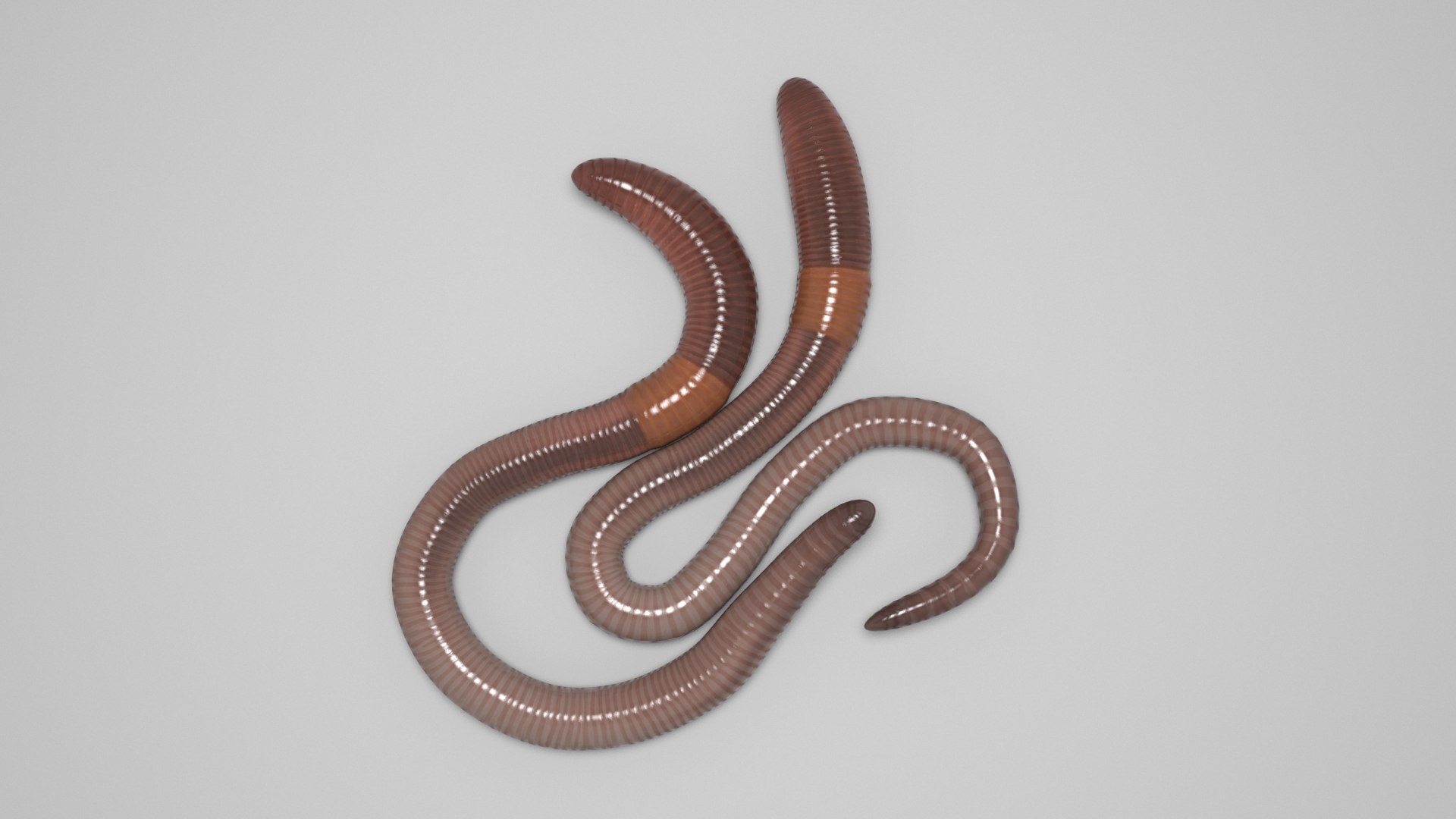 3D Earthworm Model - TurboSquid 1989188