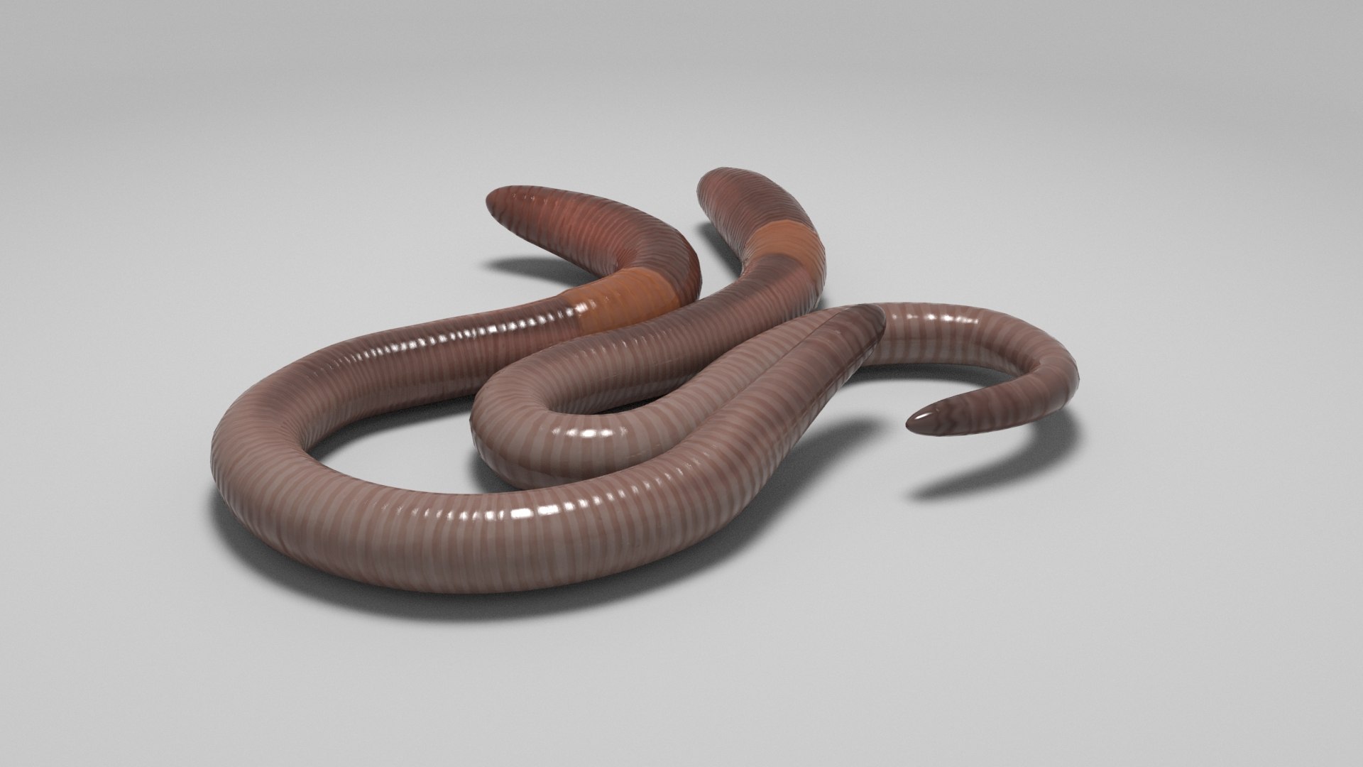 3D Earthworm Model - TurboSquid 1989188