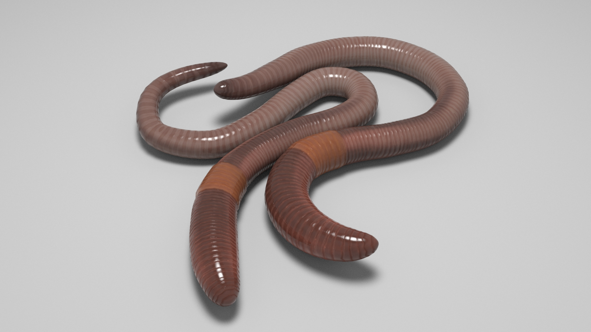 3D Earthworm Model - TurboSquid 1989188