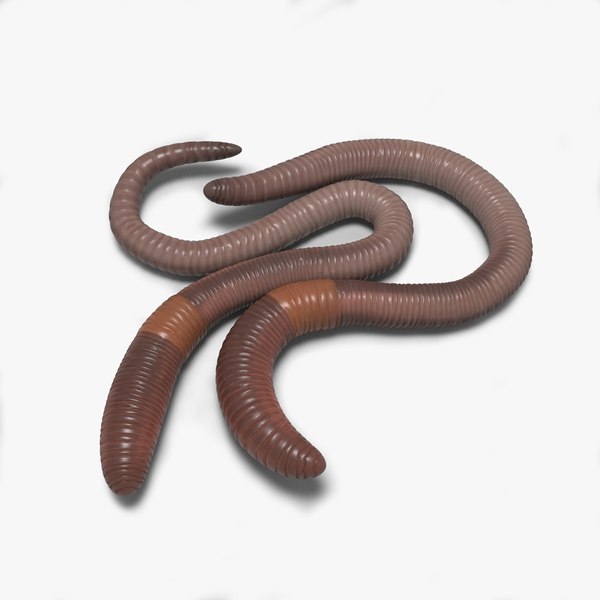 3D Earthworm model - TurboSquid 1989188