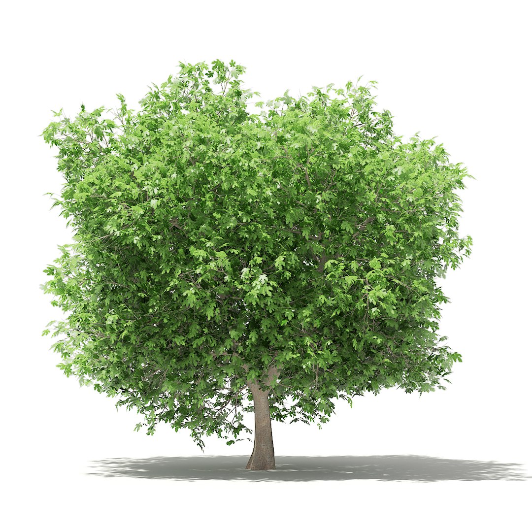 Common Fig Tree 3 Model - TurboSquid 1305730