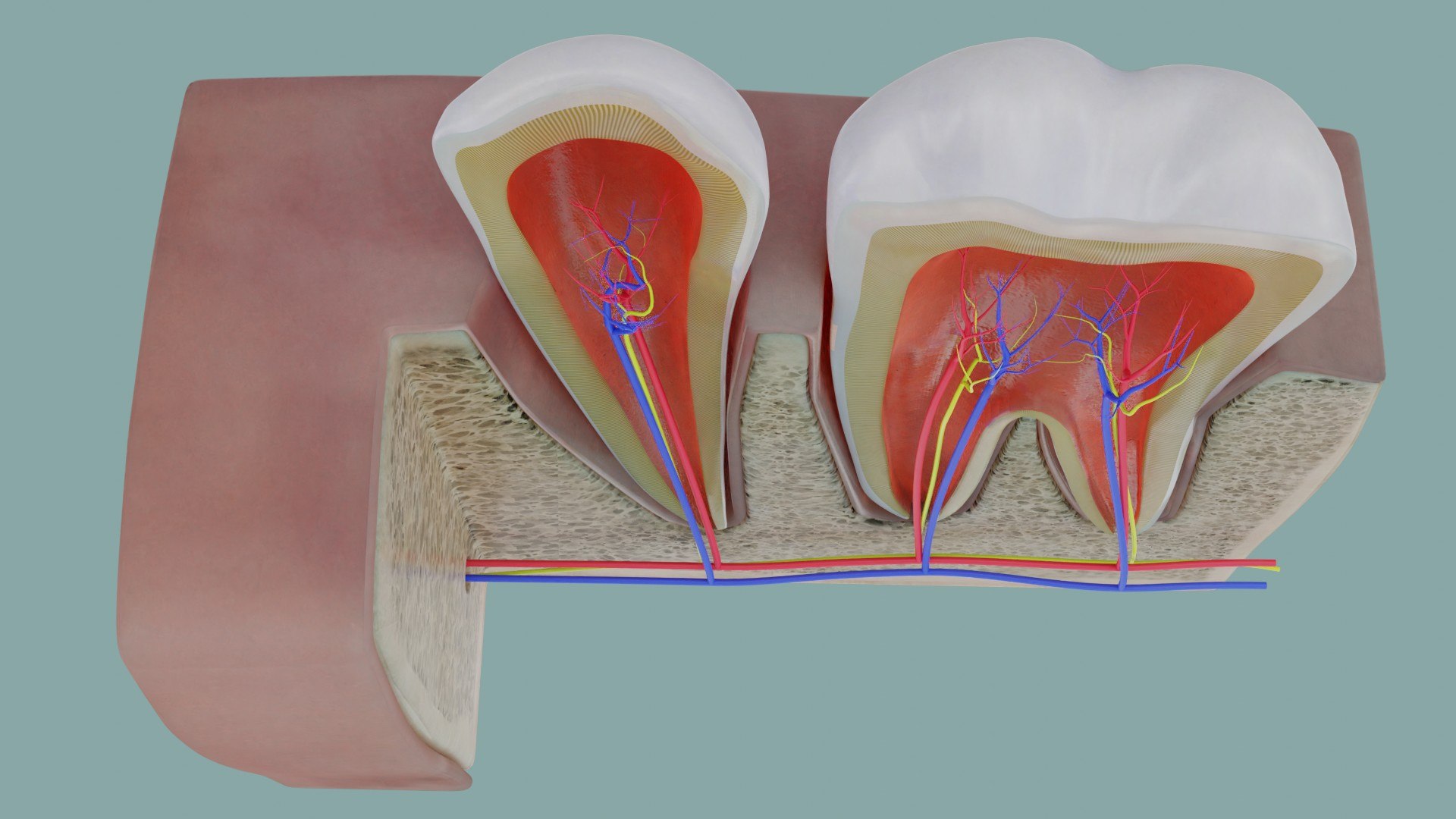 3D Model Teeth Section - TurboSquid 1749993