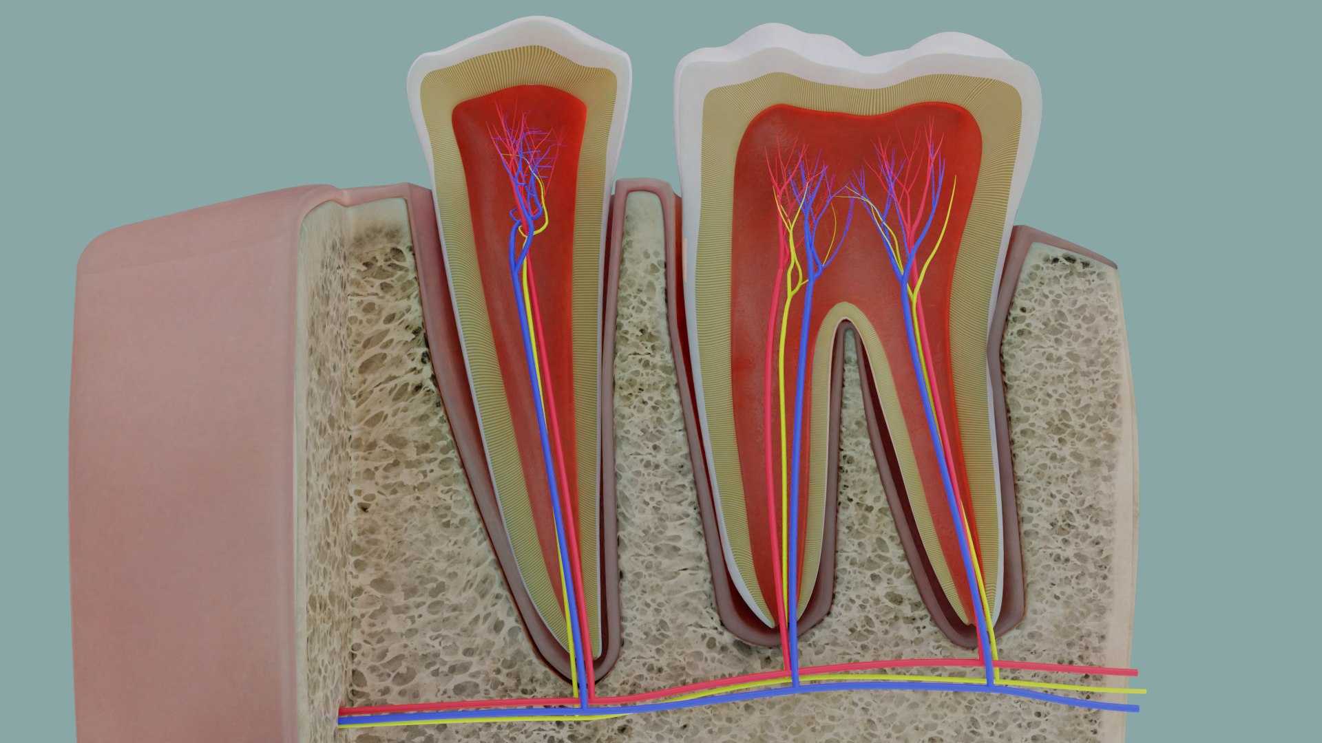 3D Model Teeth Section - TurboSquid 1749993