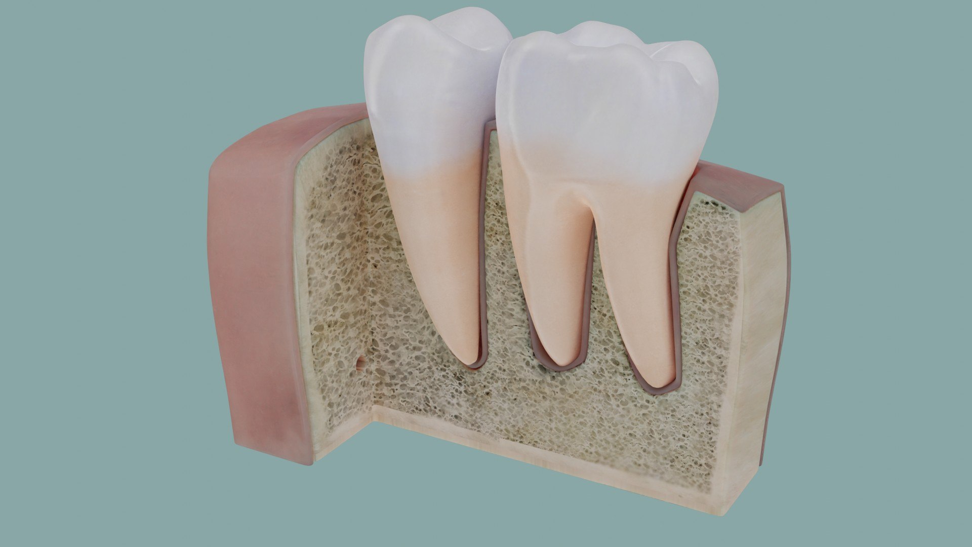 3D Model Teeth Section - TurboSquid 1749993