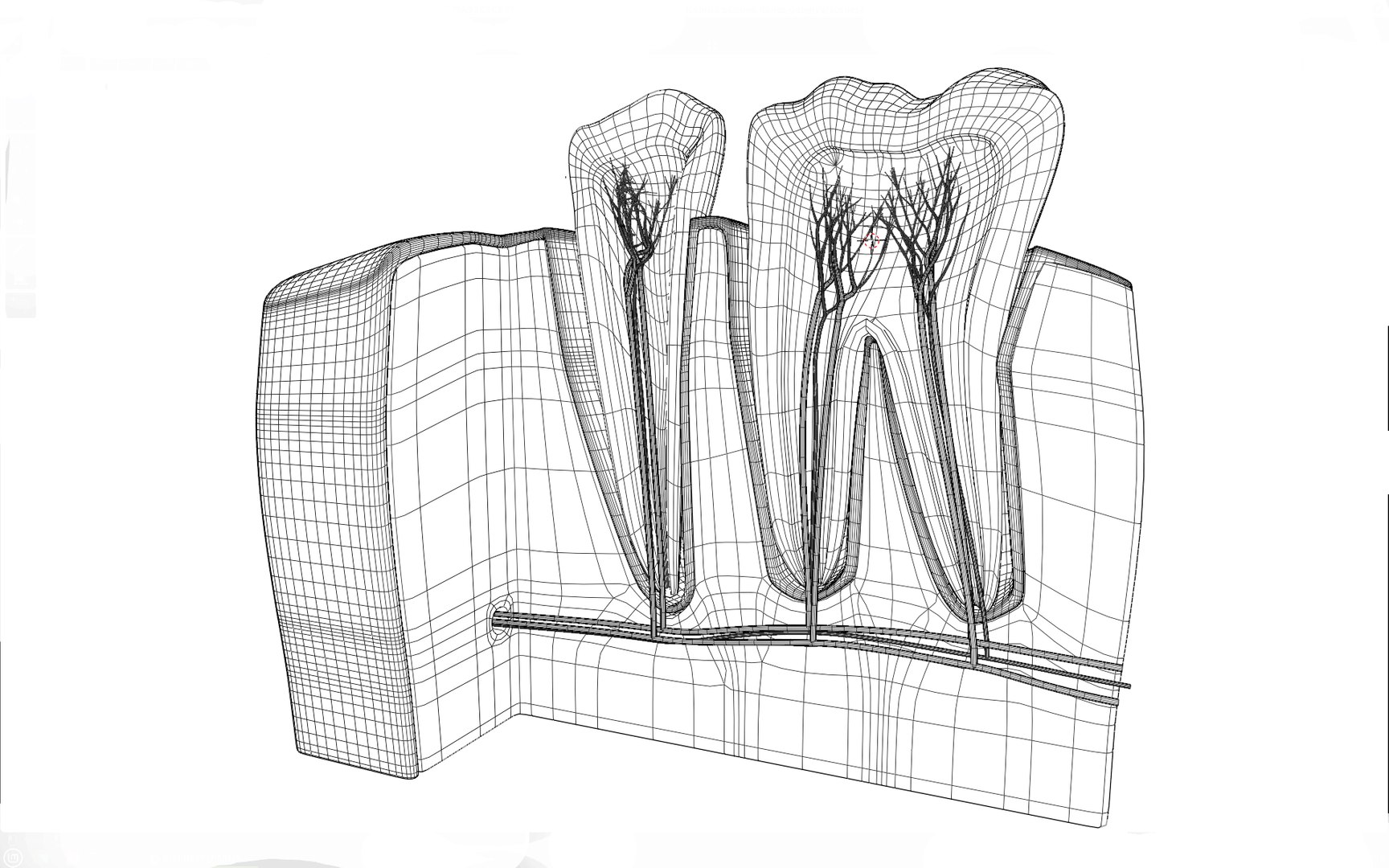 3D Model Teeth Section - TurboSquid 1749993