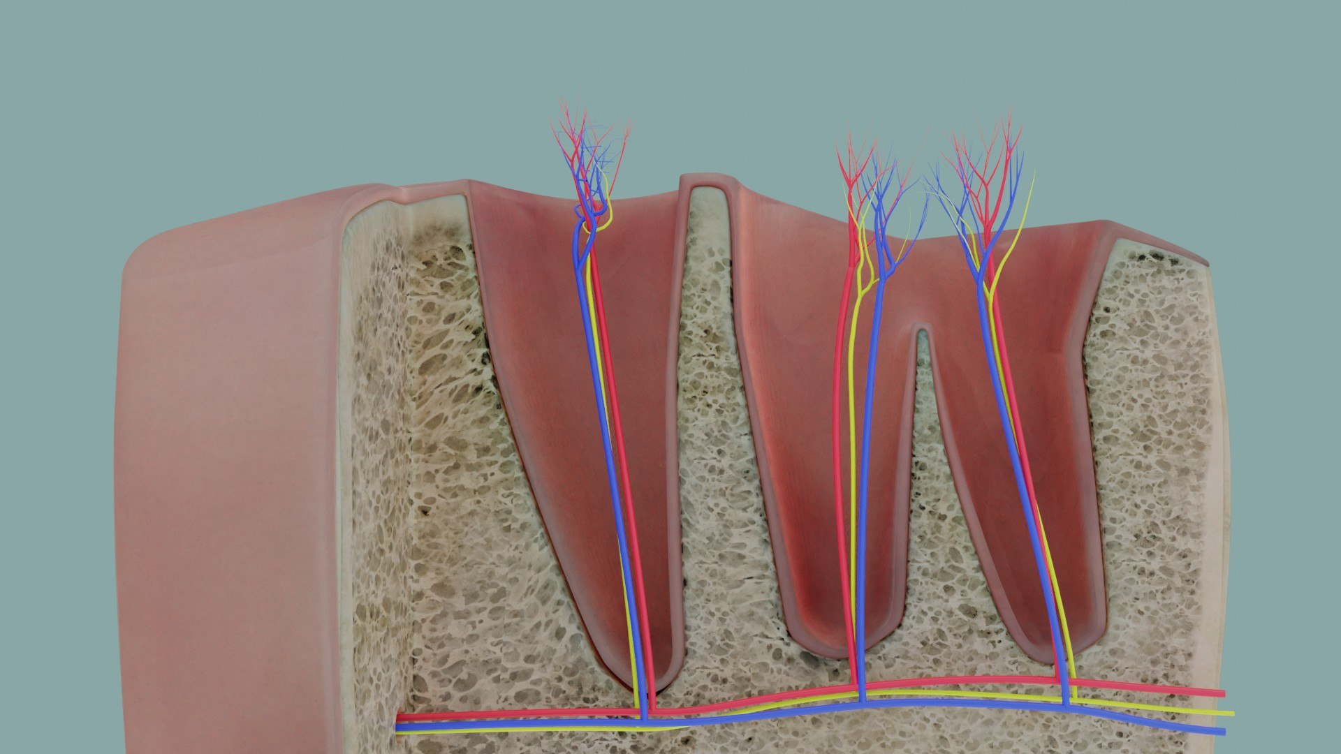 3D Model Teeth Section - TurboSquid 1749993