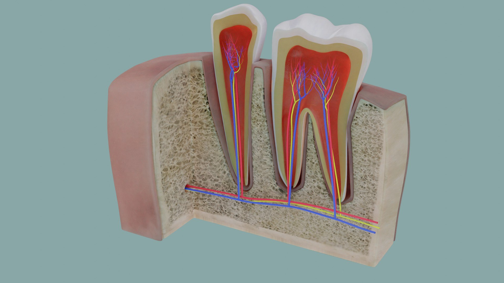 3D Model Teeth Section - TurboSquid 1749993