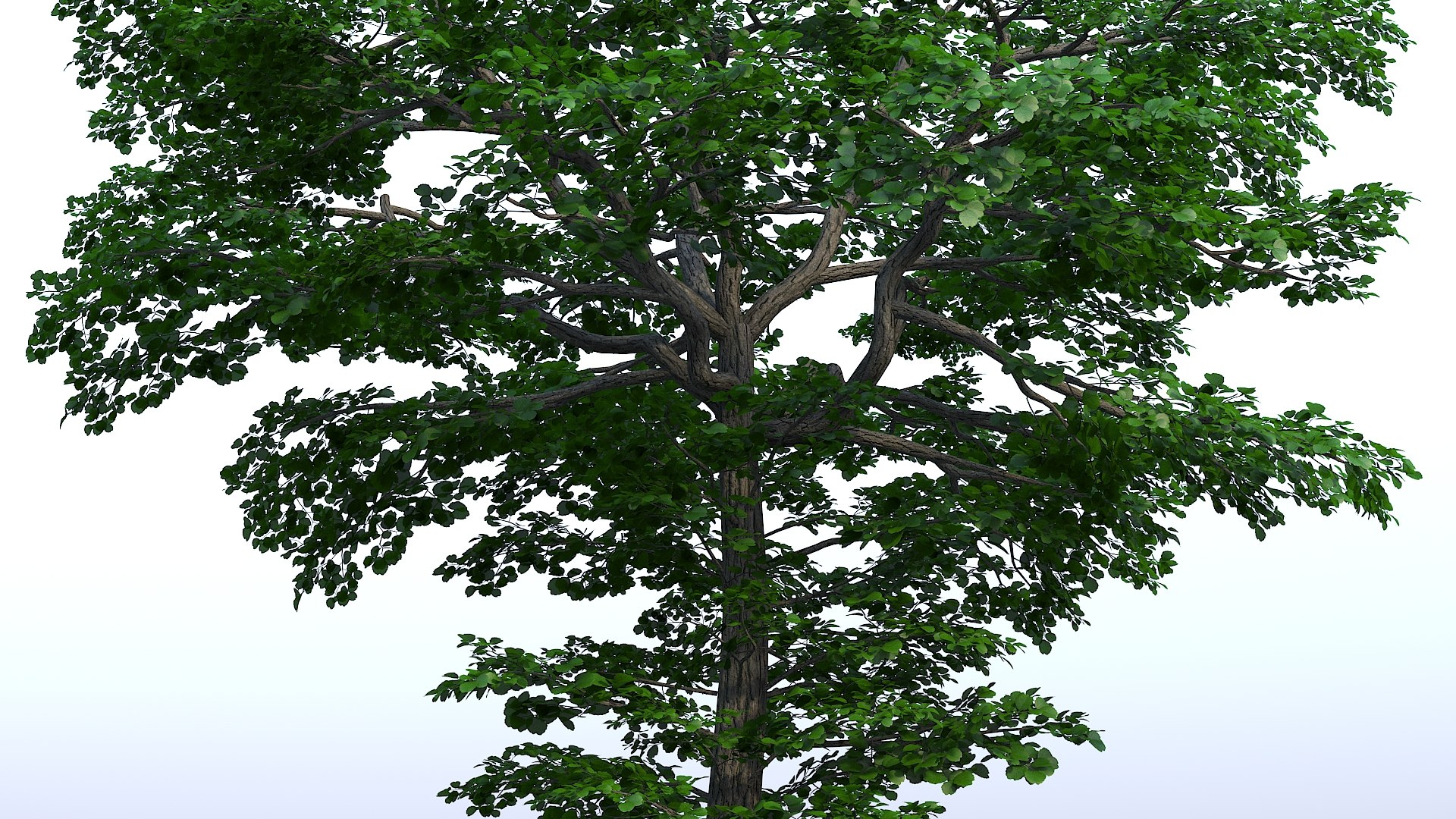 Alder Tree 04 3D Model - TurboSquid 1926956
