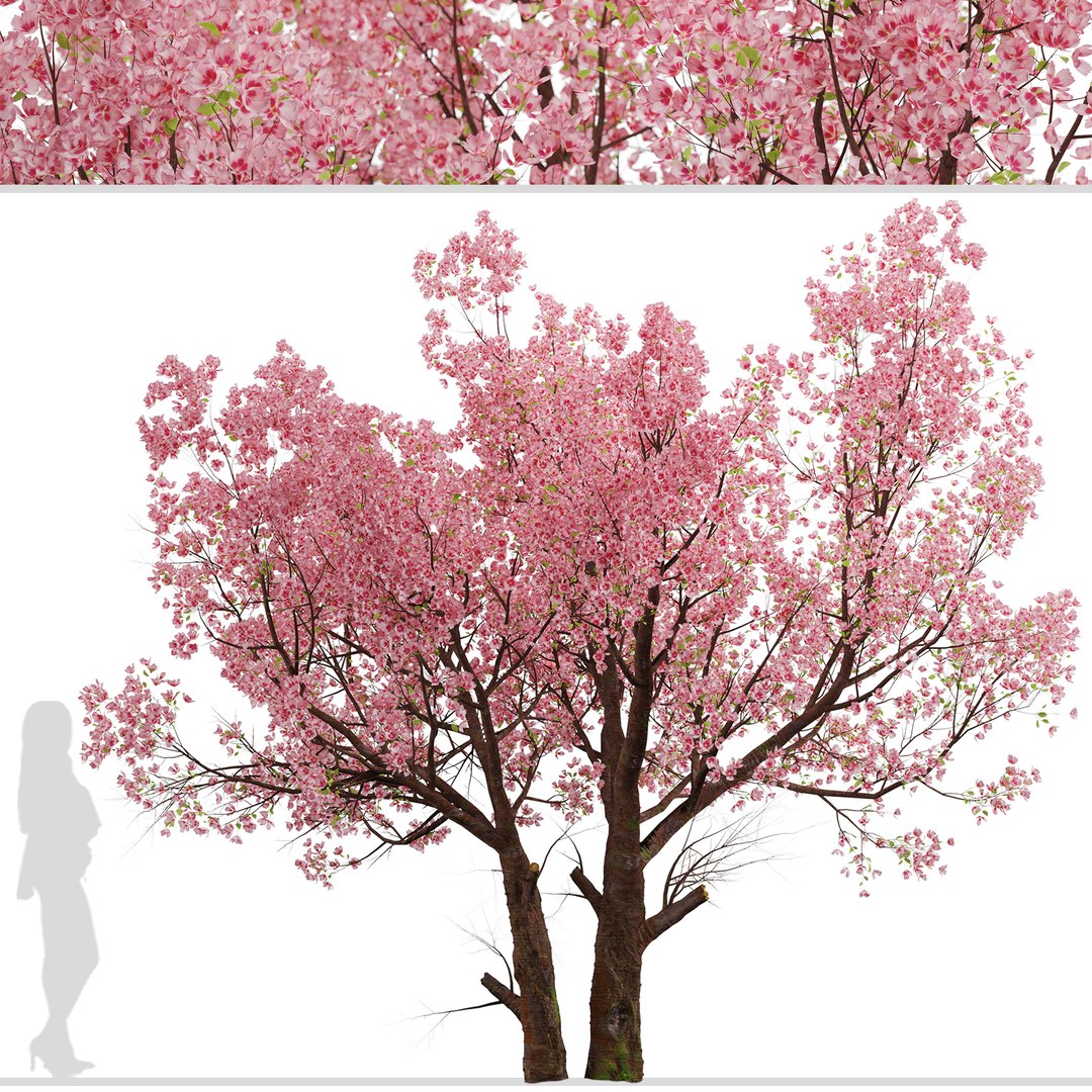 3D Sakura Cherry Blossom Or Prunus Cerasus Tree - 2 Trees Model ...