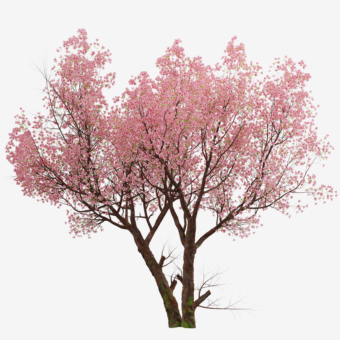 3D Sakura Cherry Blossom Or Prunus Cerasus Tree - 2 Trees Model - TurboSquid 1999211