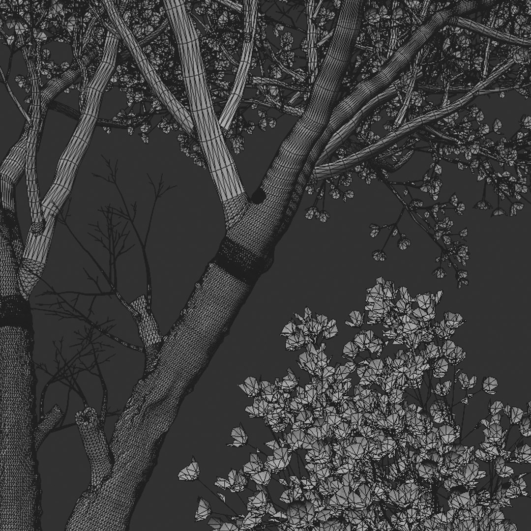 3D Sakura Cherry Blossom Or Prunus Cerasus Tree - 2 Trees Model ...