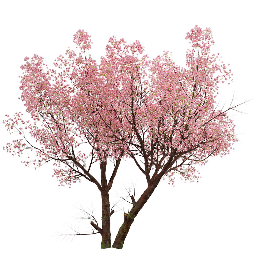 3D Sakura Cherry Blossom Or Prunus Cerasus Tree - 2 Trees Model - TurboSquid 1999211