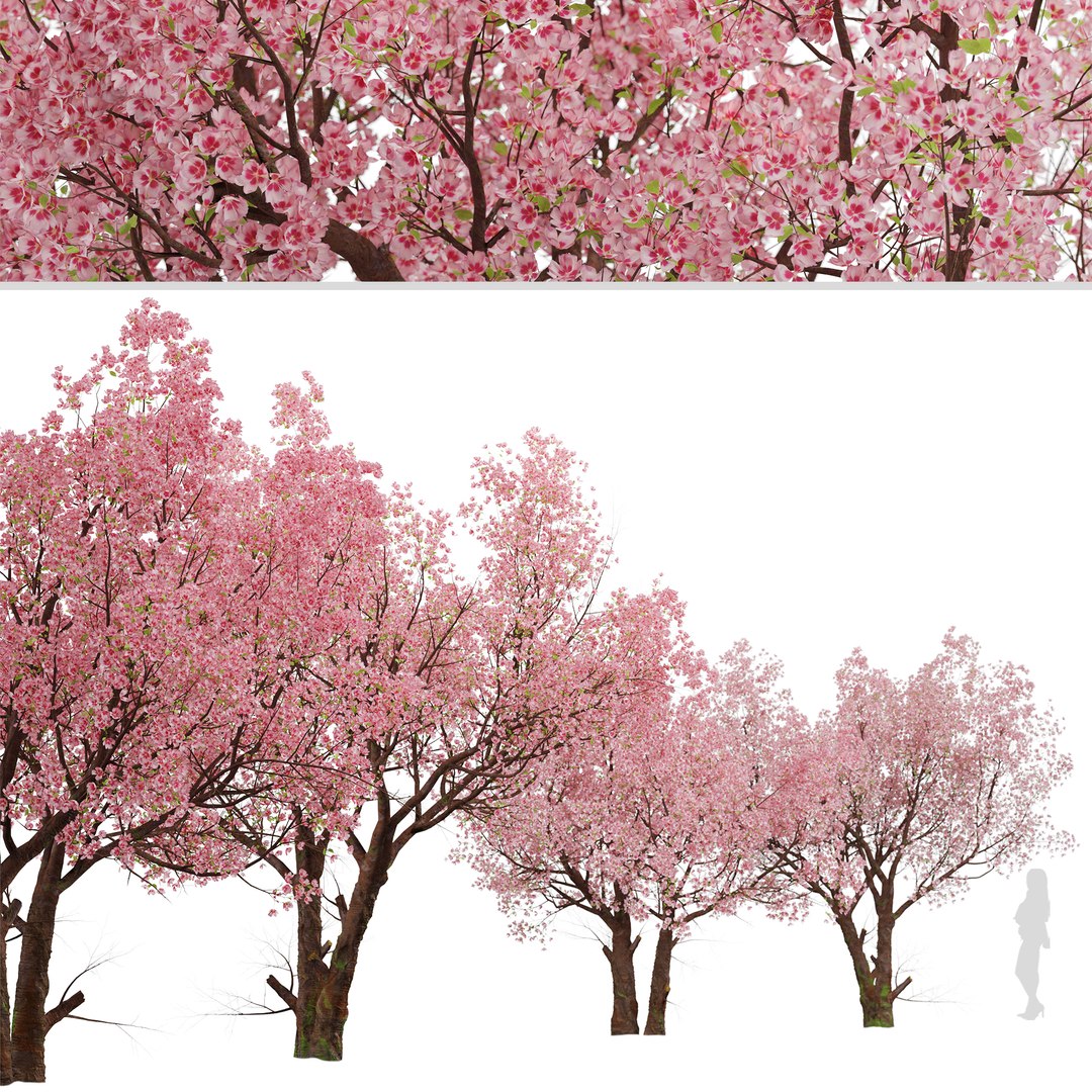3D Sakura Cherry Blossom Or Prunus Cerasus Tree - 2 Trees Model ...