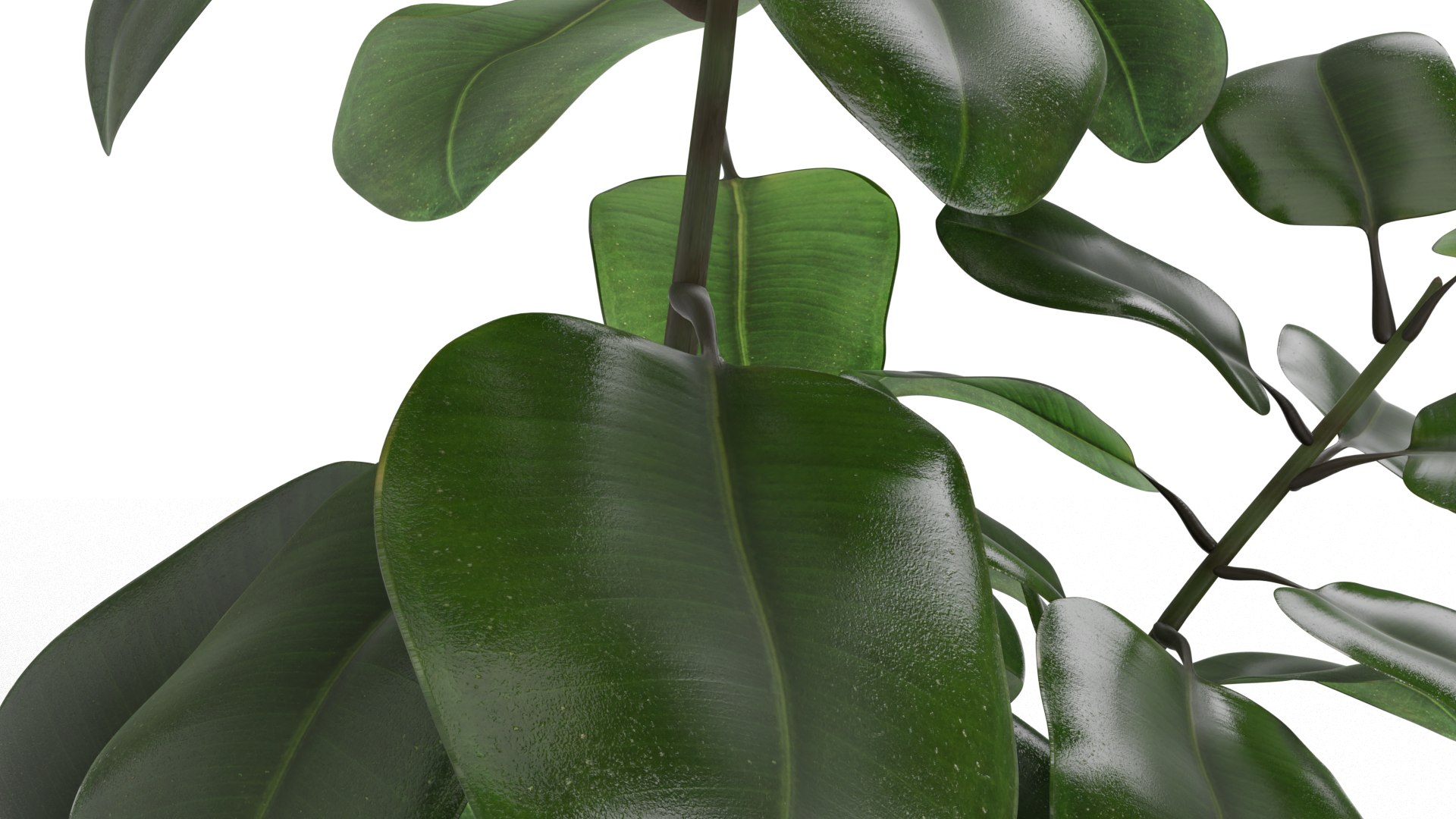 Ficus 3D - TurboSquid 1644743