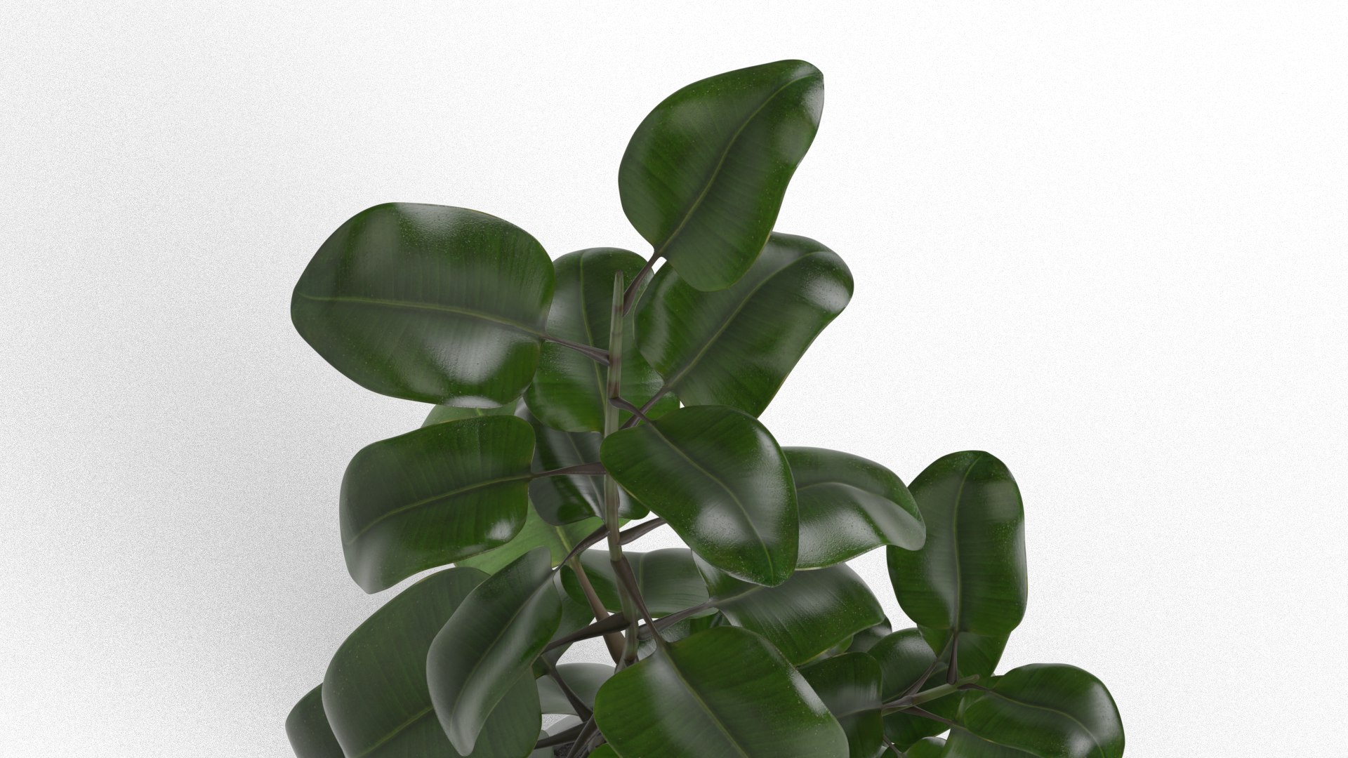 Ficus 3D - TurboSquid 1644743