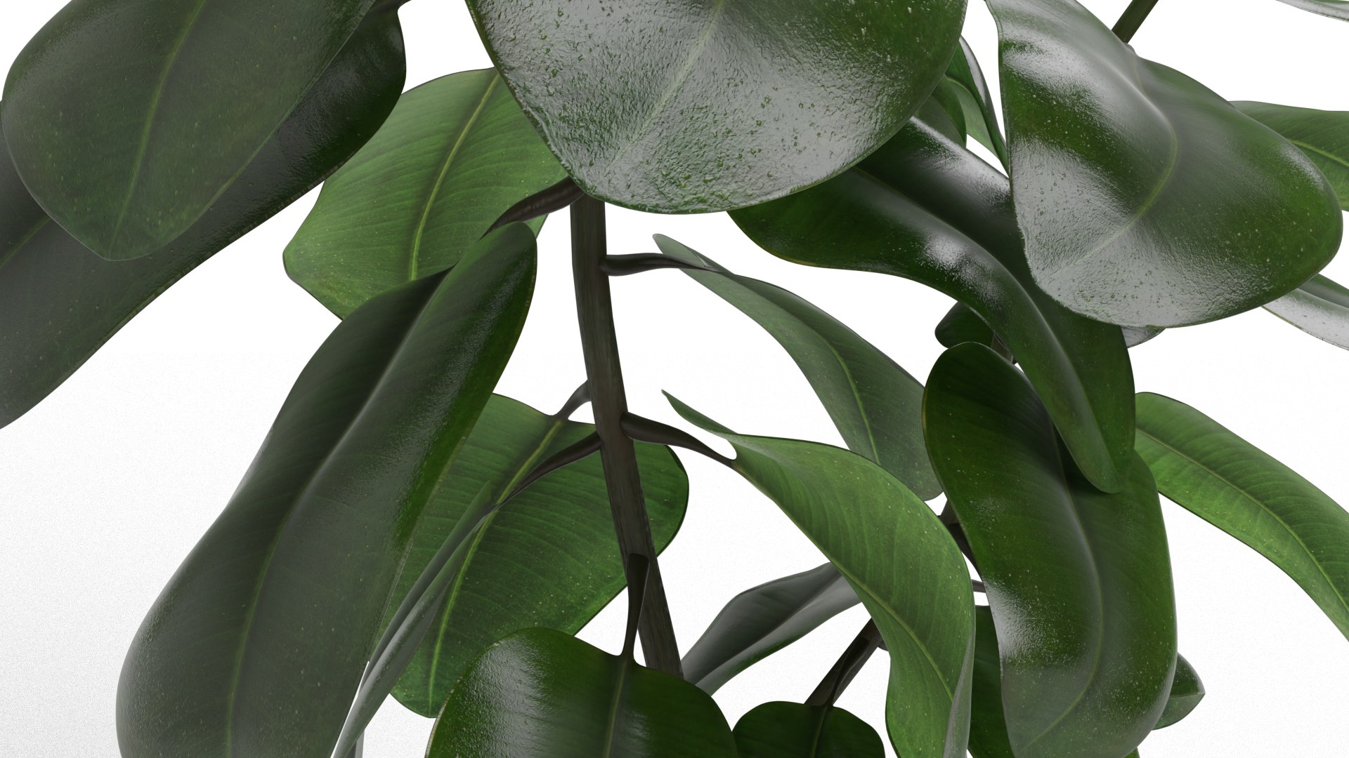 Ficus 3D - TurboSquid 1644743