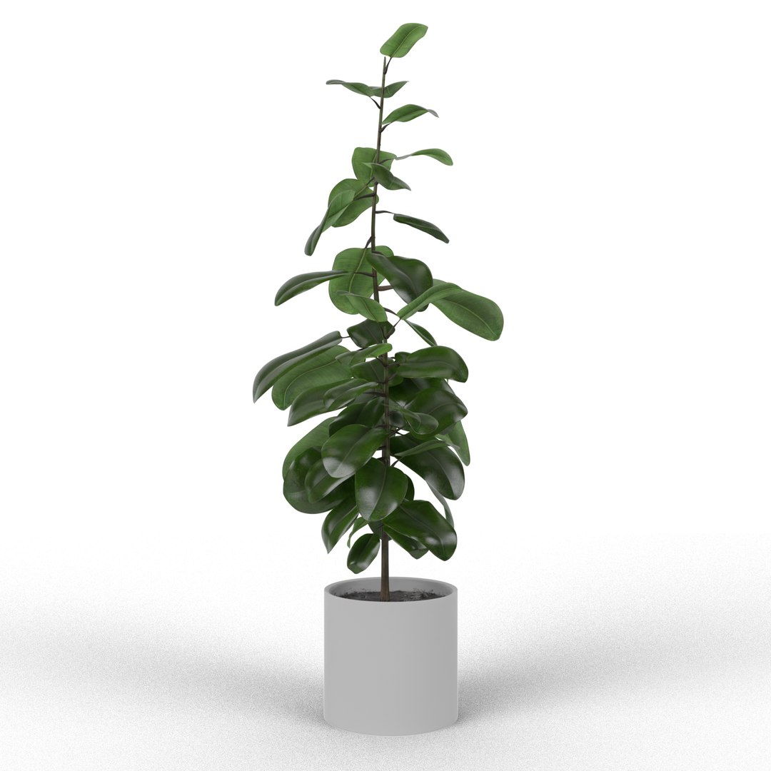 Ficus 3D - TurboSquid 1644743