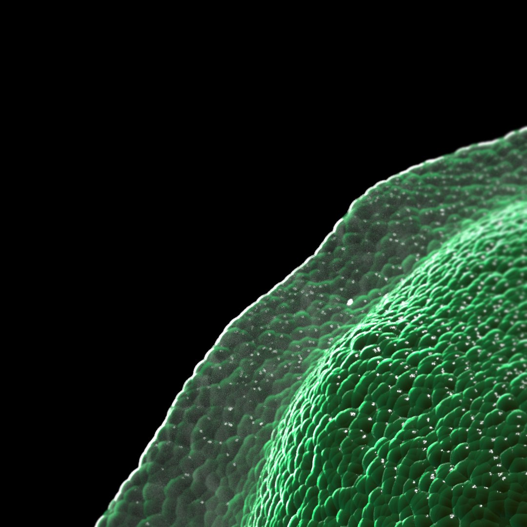 3D Microbes Bacteria Model - TurboSquid 1626182