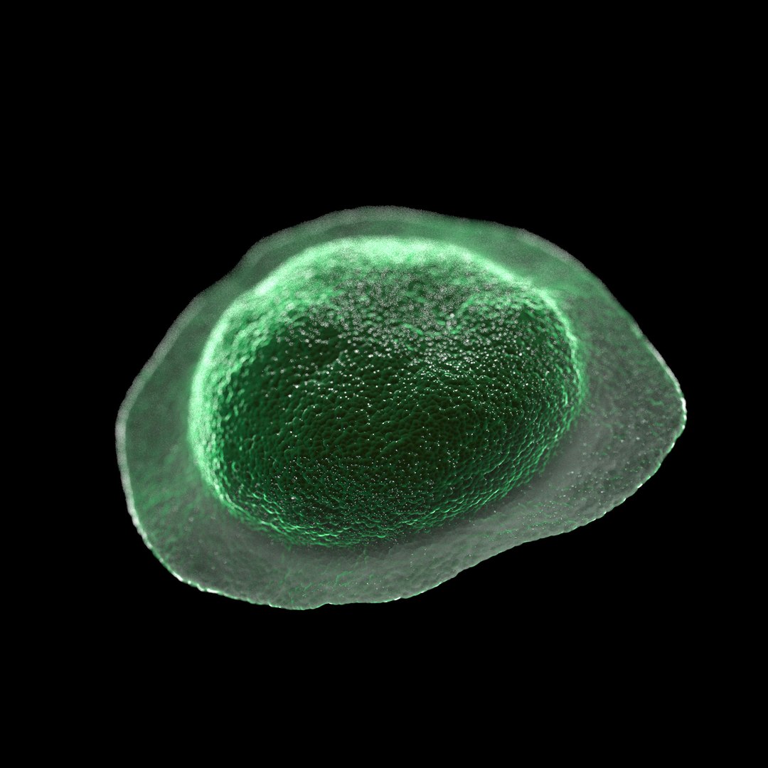 3D Microbes Bacteria Model - TurboSquid 1626182