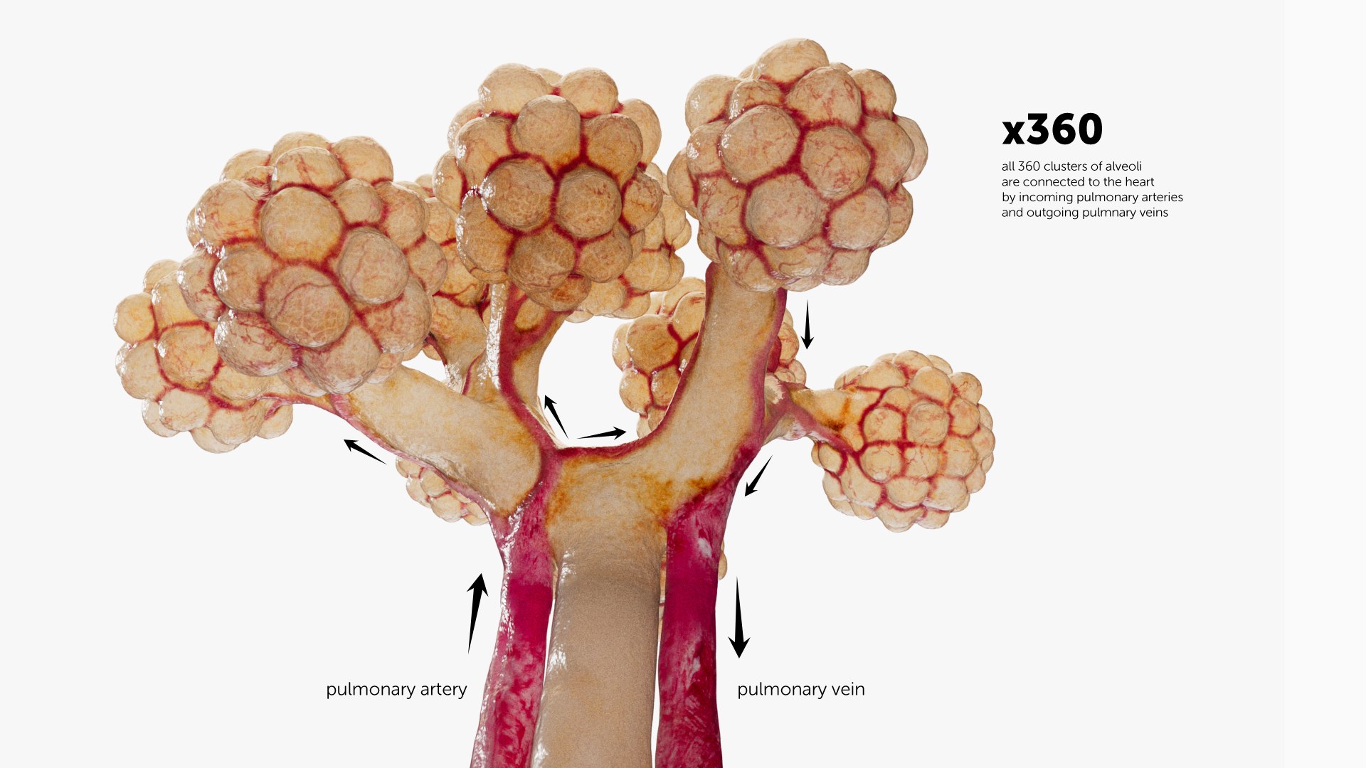 3D Animated Heart With Sound - TurboSquid 2080454