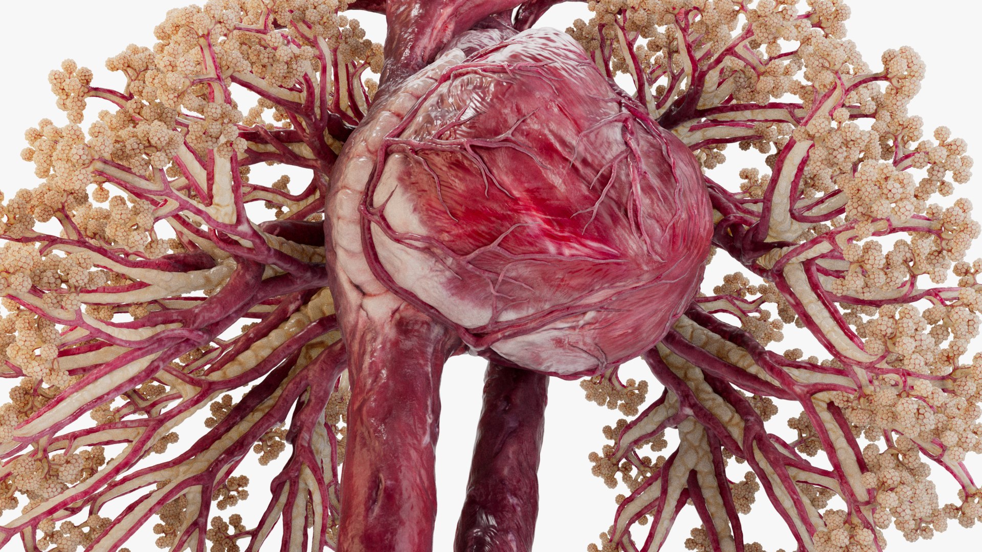 3D Animated Heart With Sound - TurboSquid 2080454