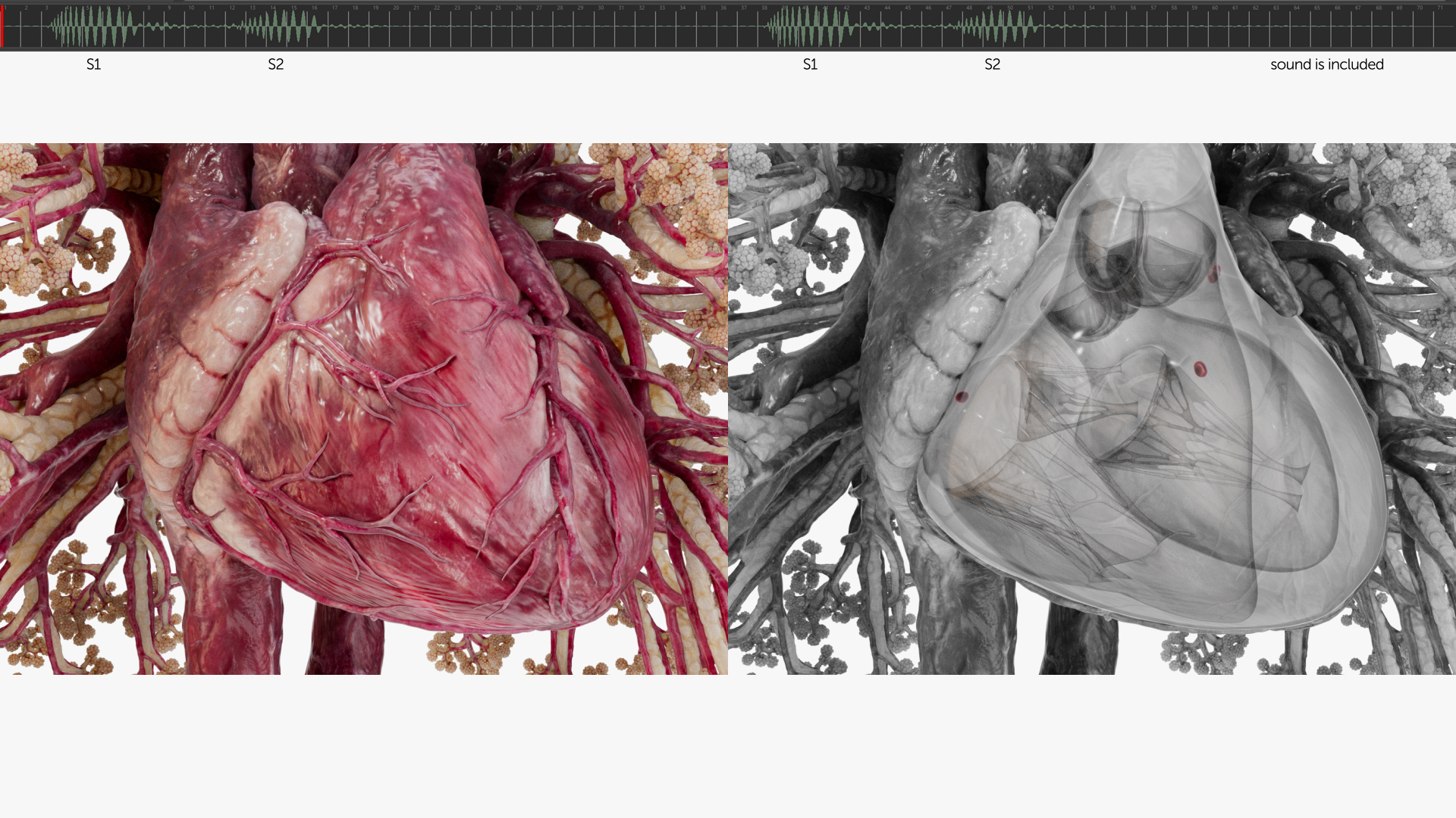 3D Animated Heart With Sound - TurboSquid 2080454
