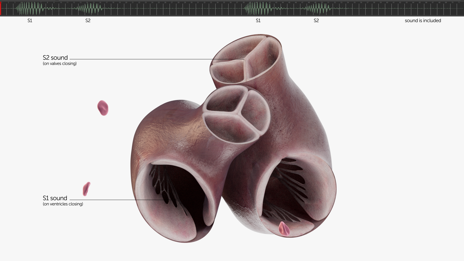 3D Animated Heart With Sound - TurboSquid 2080454