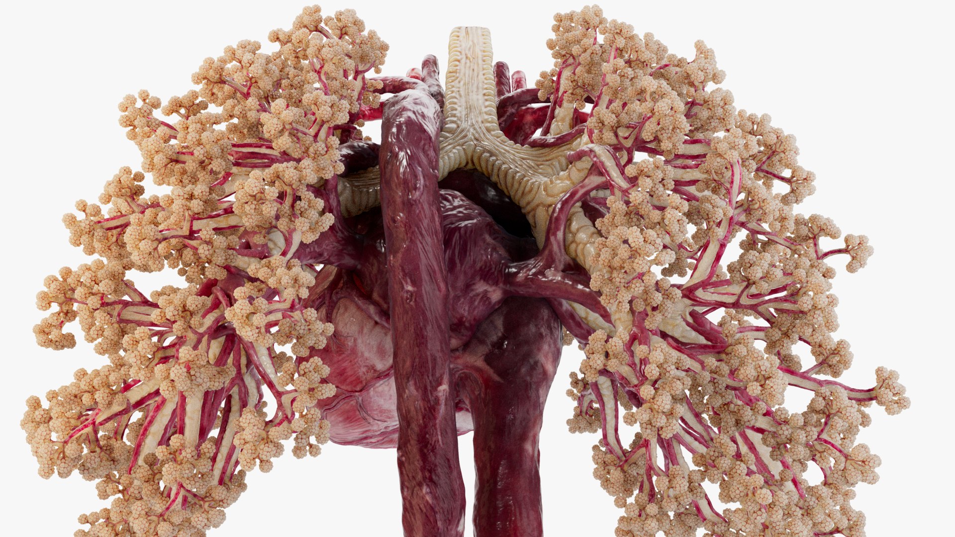 3D Animated Heart With Sound - TurboSquid 2080454