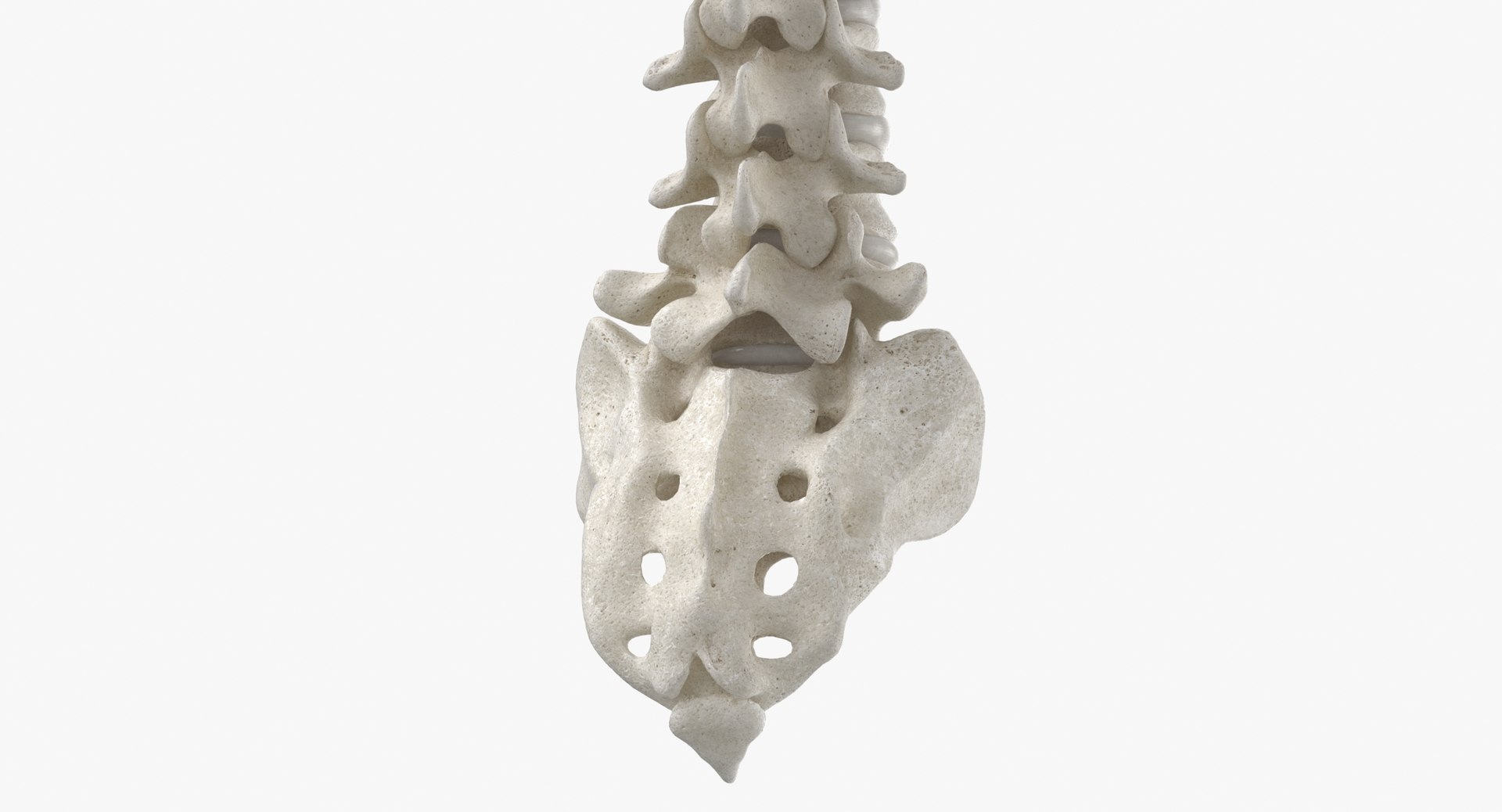 Real human spine bones 3D - TurboSquid 1640325