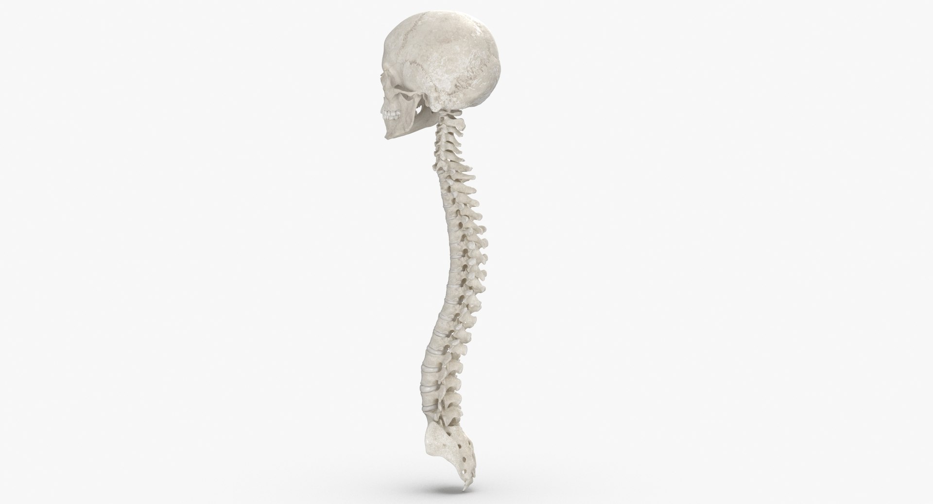 Real human spine bones 3D - TurboSquid 1640325