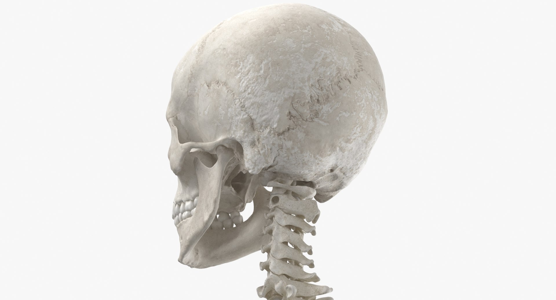 Real human spine bones 3D - TurboSquid 1640325