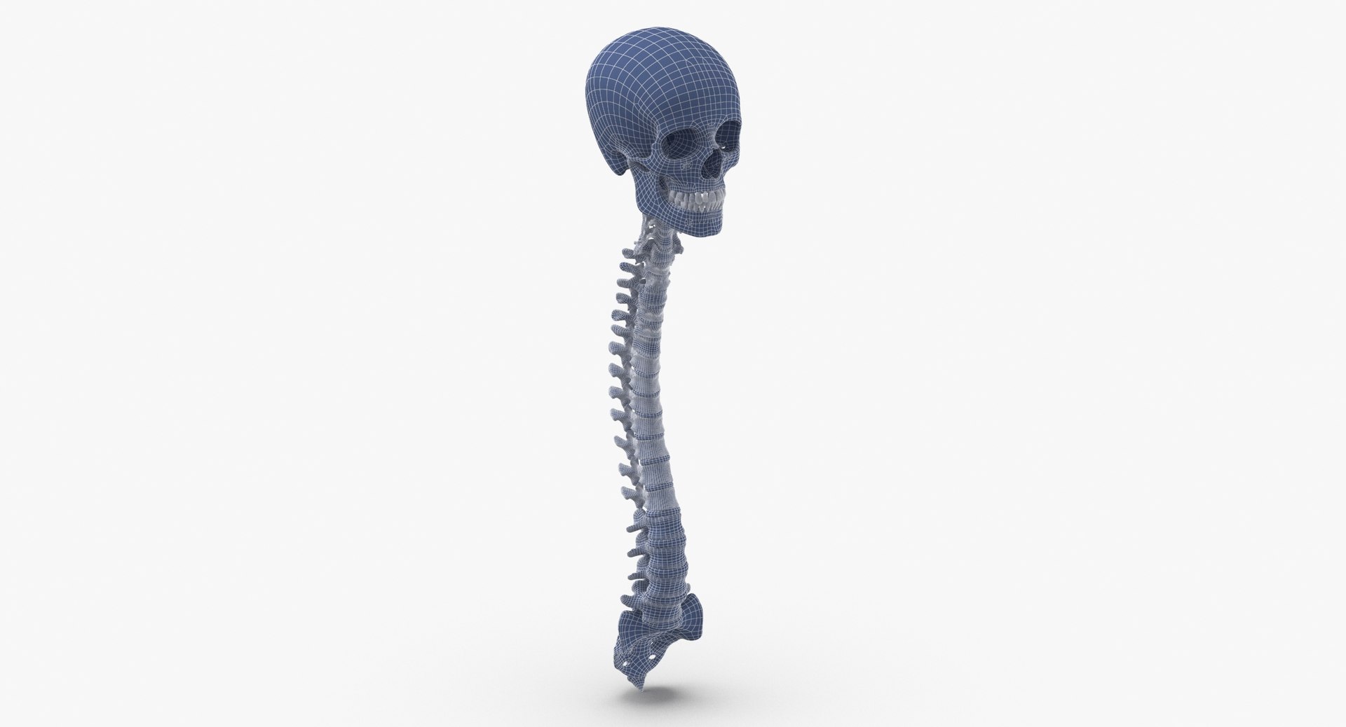 Real human spine bones 3D - TurboSquid 1640325