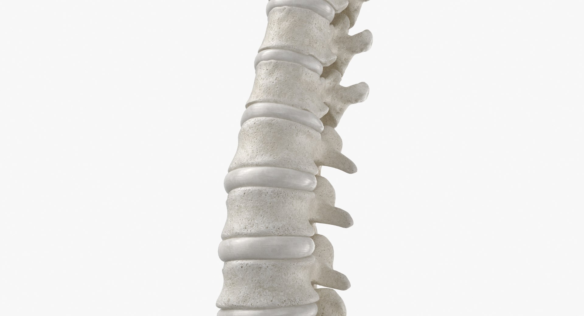 Real human spine bones 3D - TurboSquid 1640325